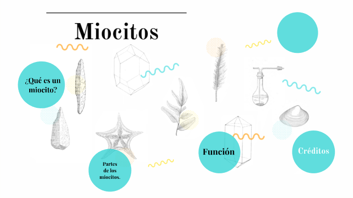 Tejido muscular: Miocito- San Yon by Macarena Valverde on Prezi