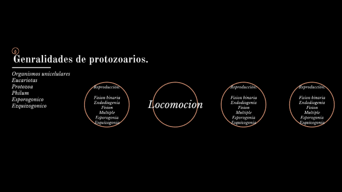 Generalidades de protozoos by Juan Ismael Almonte on Prezi