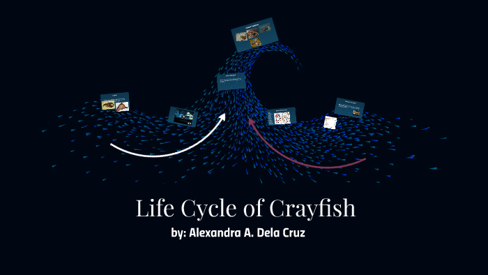 Life Cycle of Crayfish by Alexandra Dela Cruz on Prezi