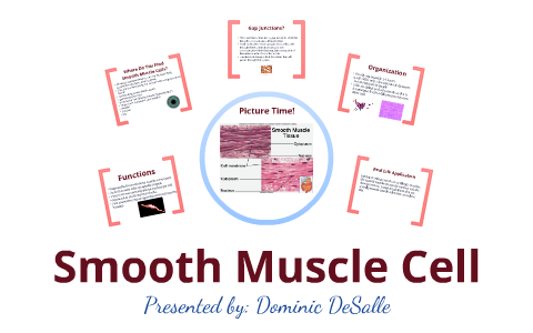 Smooth Muscle Cell Presentation by Dom DeSalle on Prezi