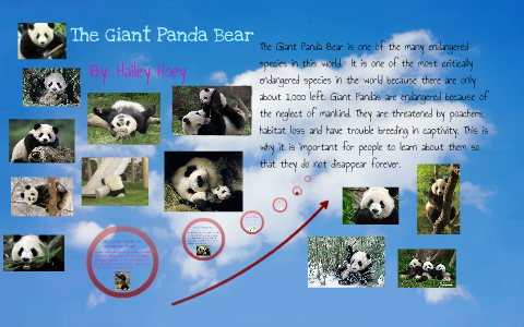 The Endangered Giant Pandas by hailey hoey on Prezi