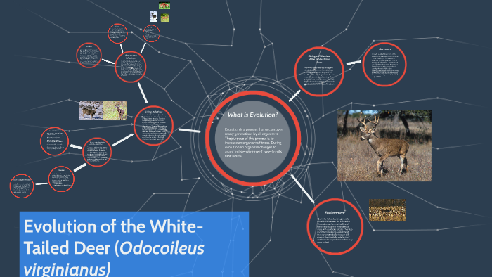 Evolution of the White-Tailed Deer by Caleb Haverstick on Prezi