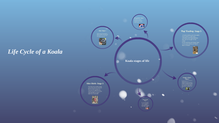Life Cycle of a Koala by Lani Shannon on Prezi