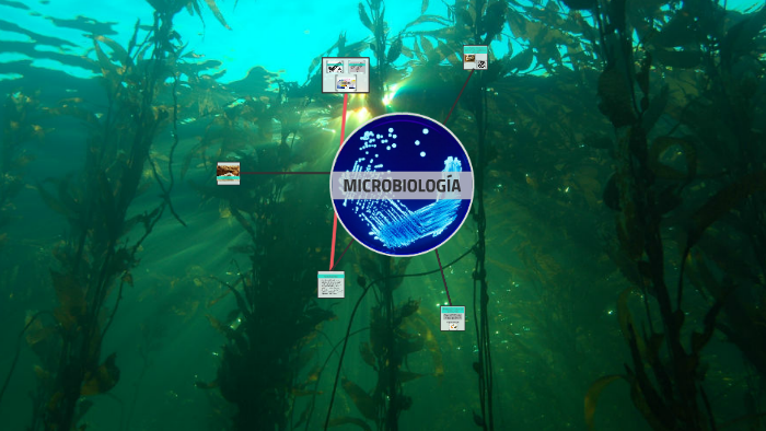 PRESENTACION ALGAS by juan gordon on Prezi