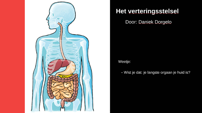 het verteringsstelsel by Daniek Dorgelo on Prezi
