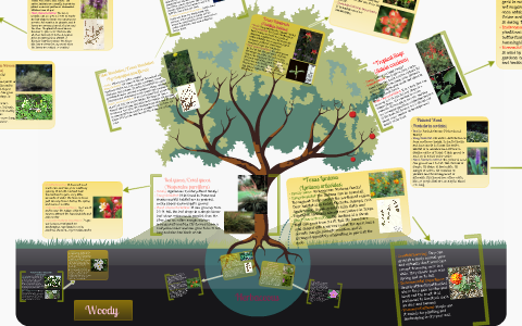 Native Plants of the Rio Grande Valley by Marjorie Navalta on Prezi