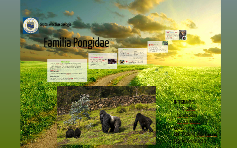 Familia Pongidae by isidora moreira on Prezi