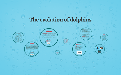The evolution of dolphins by Rebecca Boyd on Prezi