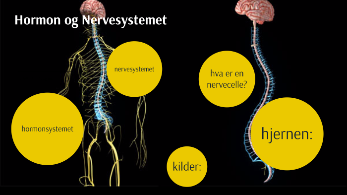 Nervesystemet Og Hormonsystemet Nervesystemet