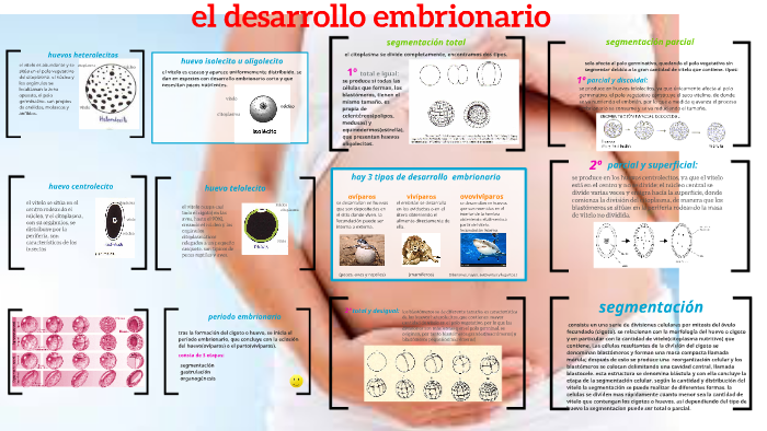 el desarrollo embrionario by ana camacho on Prezi