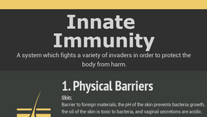 Innate Immunity Infographic by Grisel Ramos on Prezi Design