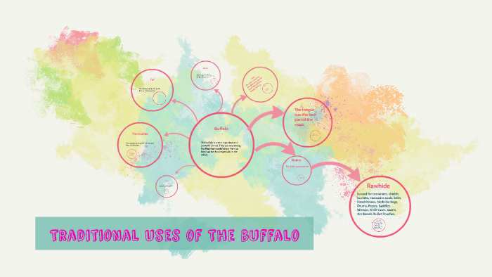 Traditional Uses of The buffalo by Taylee Ridesatthedoor on Prezi