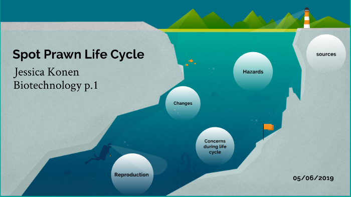 Spot Prawn Life Cycle by jessica konen on Prezi