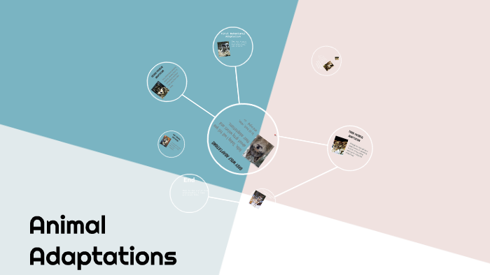 Adaptations of the Grey Wolf by Goldie TheDoggie on Prezi