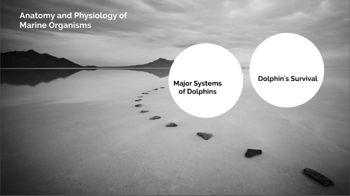 Anatomy and Physiology of Marine Organisms by Tiffany Pham-Le on Prezi