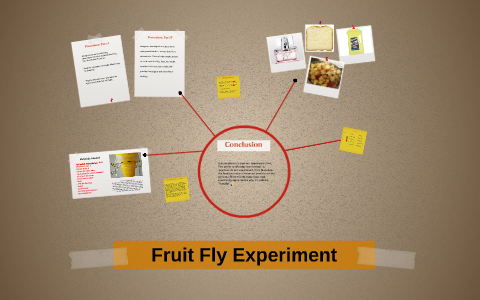 Fruit Fly Experiment by Shannon Shivani on Prezi