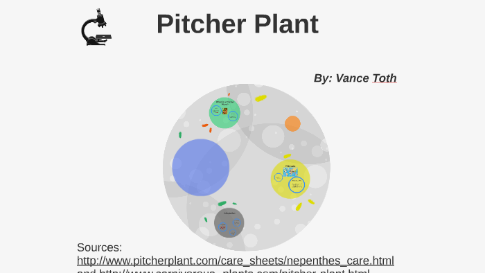 Pitcher Plant By:Vance T. by Toth Boys on Prezi