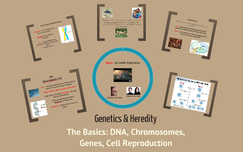 Genetics & Heredity: The Basics by Emily H on Prezi