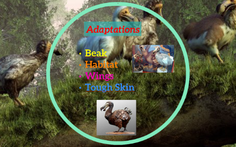 Dodo Bird Classification by Rita Radhi on Prezi
