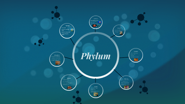 Social Behavior by Alex Bowron on Prezi