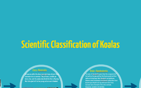 Scientific Classification of Koalas by Stephanie Alpert on Prezi