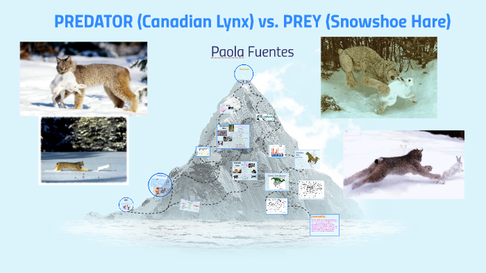 PREDATOR (Canadian Lynx) vs. PRAY Snowshoe Hare) by paola fuentes on Prezi