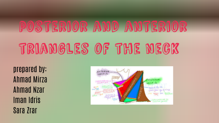 anteriolaterally the neck appears as quadrilateral area by Iman Idris ...
