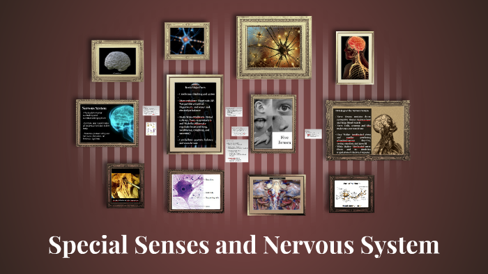 Special Senses and Nervous System by Yasmeen Cabrera on Prezi