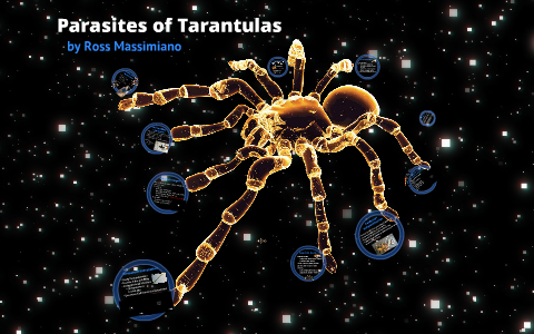 Parasites of Tarantulas by Ross Massimiano on Prezi
