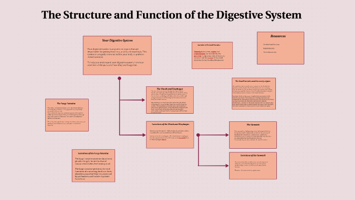 The Structure and Function of the Digestive System by Cassie Molella on ...