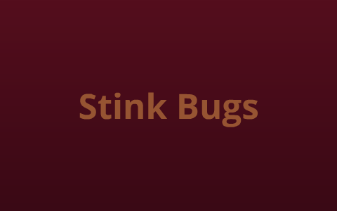 life cycle of a stink bug by L Barn