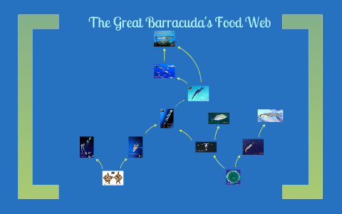 Great Barracuda Food Web by Bianca Anleu on Prezi
