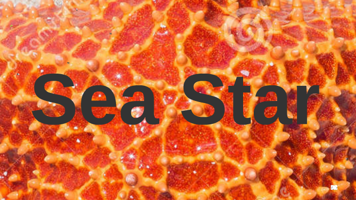 Sea Star by Brian Teinert on Prezi