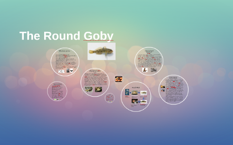The Round Goby by Alex L on Prezi