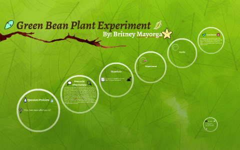 Green Bean Experiment by Britney Mayorga on Prezi
