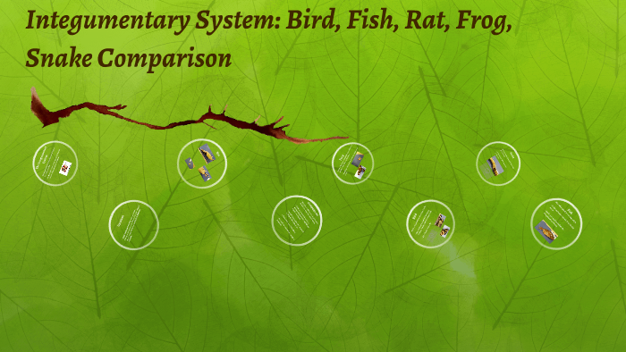 Igumentary System: Bird, Fish, Rat, Frog, Snake by Sarah Garris on Prezi
