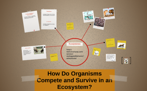 How Do Organisms Compete and Survive in an Ecosystem? by Jasmine Alves ...