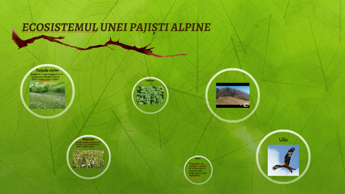 ECOSISTEMUL UNEI PAJIȘTI ALPINE by mihaela alexandru on Prezi