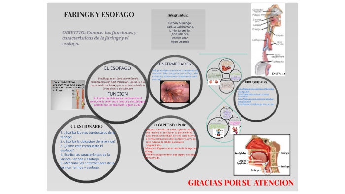 FARINGE Y ESOFAGO by Silvana Riofrio on Prezi