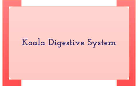 Koala Bear Digestive System by Su Jin Ahn on Prezi