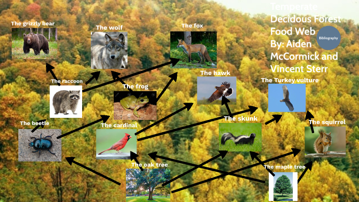 Temperate Forest Food Web by Aiden McCormick on Prezi