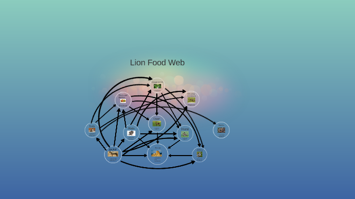 Lion Food Web by payten barbee on Prezi