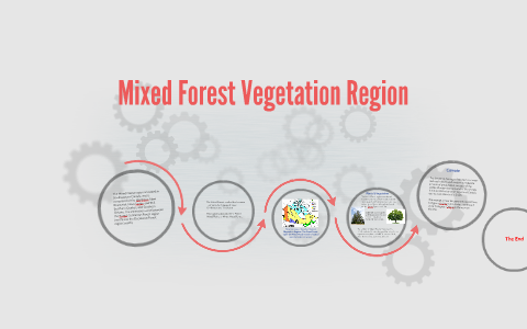 Mixed Forest Vegetation Region by Katarina Marjanovic on Prezi