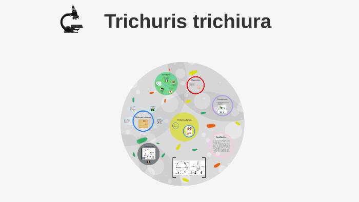 Trichuris trichiura by Maria Goretty Diaz Gomez on Prezi