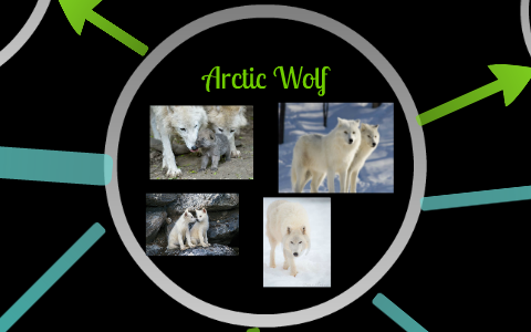 arctic wolf by Ellie Bateman on Prezi