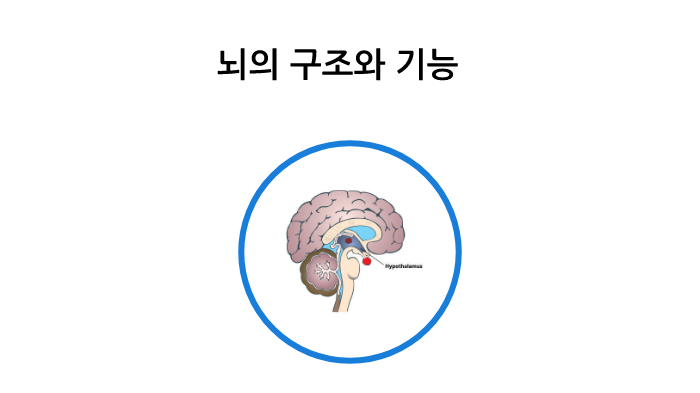 뇌의 구조 by MiJin Lim on Prezi