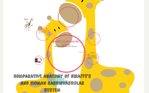 comparative anatomy of giraffe's and human cardiovascular s by Simran ...