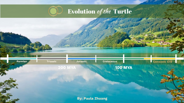 Evolution of the Turtle by Paula Zhuang on Prezi