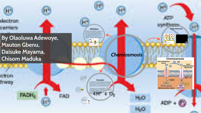 Chemiosmosis- By Olaoluwa Adewoye, Mauton Gbenu, Daisuke Mayama, Chisom Maduka by racer 2 on Prezi