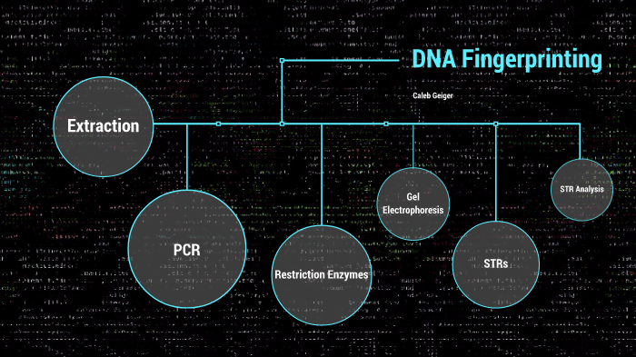 DNA Fingerprinting by Caleb Geiger on Prezi